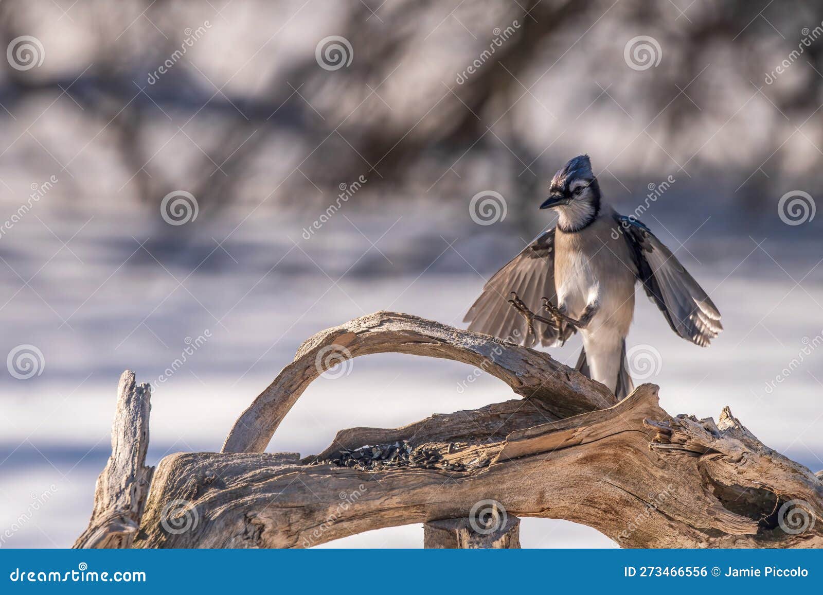 Blue Jay Landing on a Branch Stock Photo - Image of tree, blue: 273466556