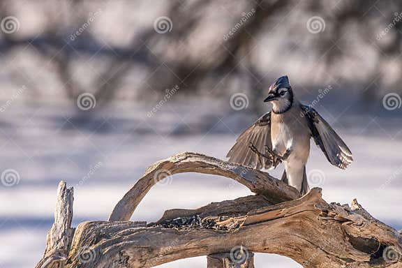 Blue Jay Landing on a Branch Stock Photo - Image of tree, blue: 273466556