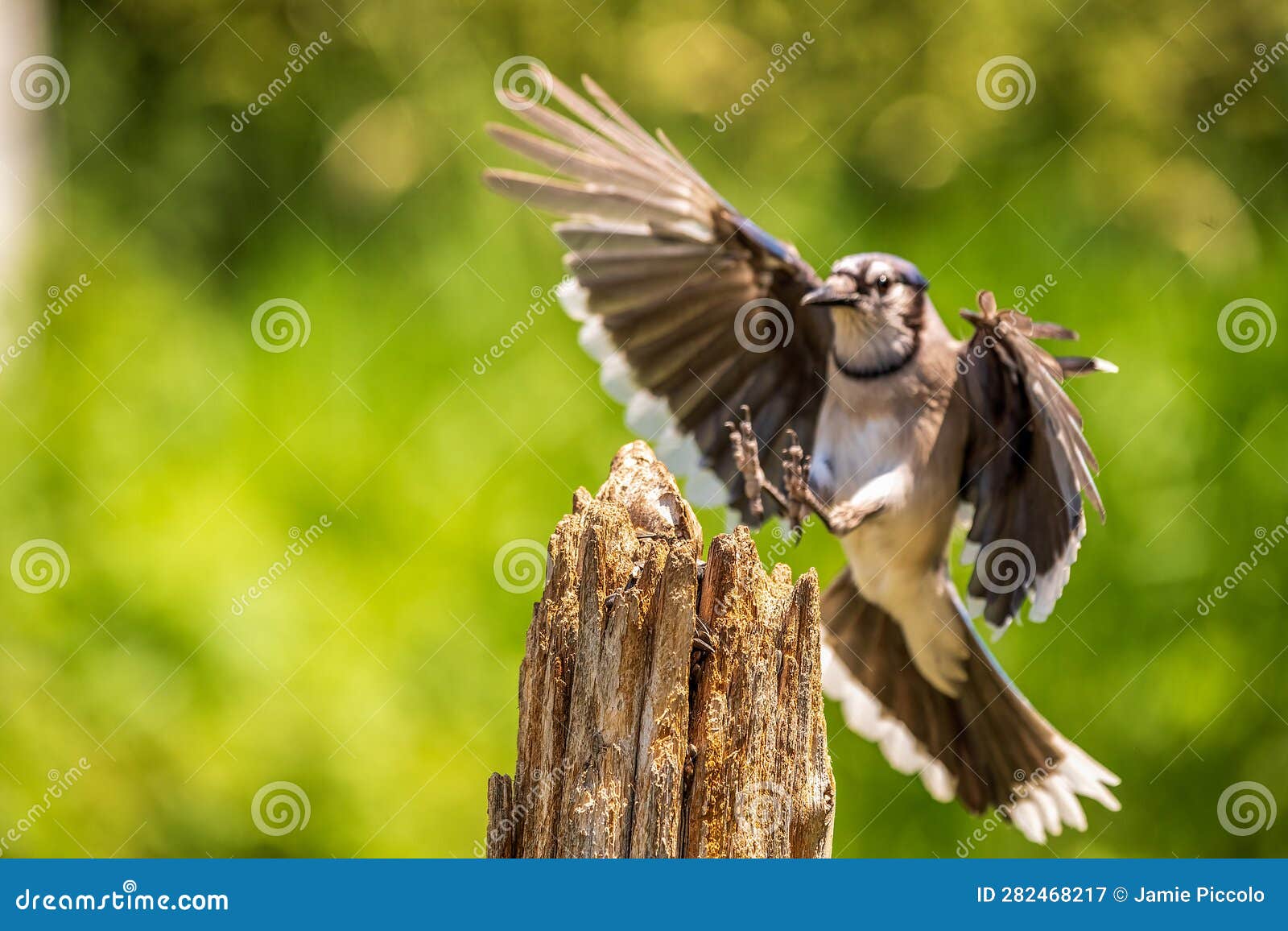 Blue Jay Landing on a Fence Post Stock Image - Image of blue, fence ...