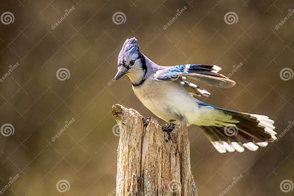 Blue Jay landing on a pole stock photo. Image of spring - 278130930