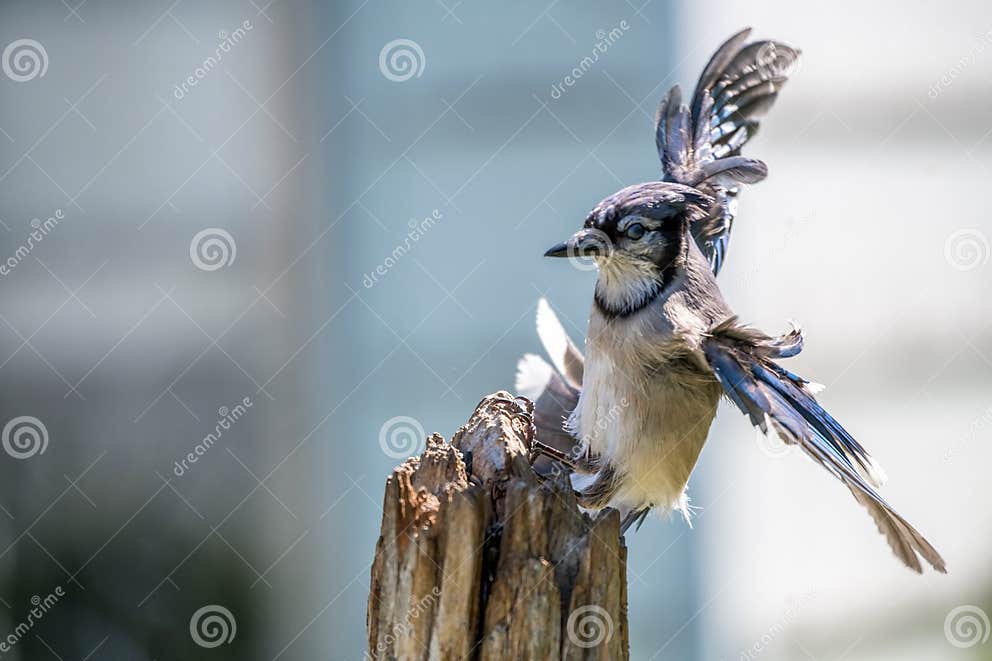 Blue Jay Landing in Summer Daylight Stock Image - Image of landing ...