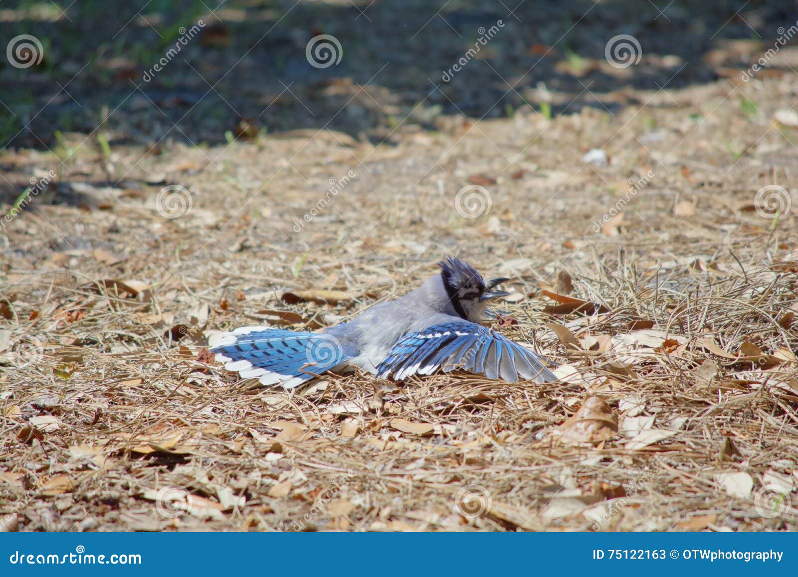 Blue jay stock image. Image of blue, bird, behavior, cristata - 75122163