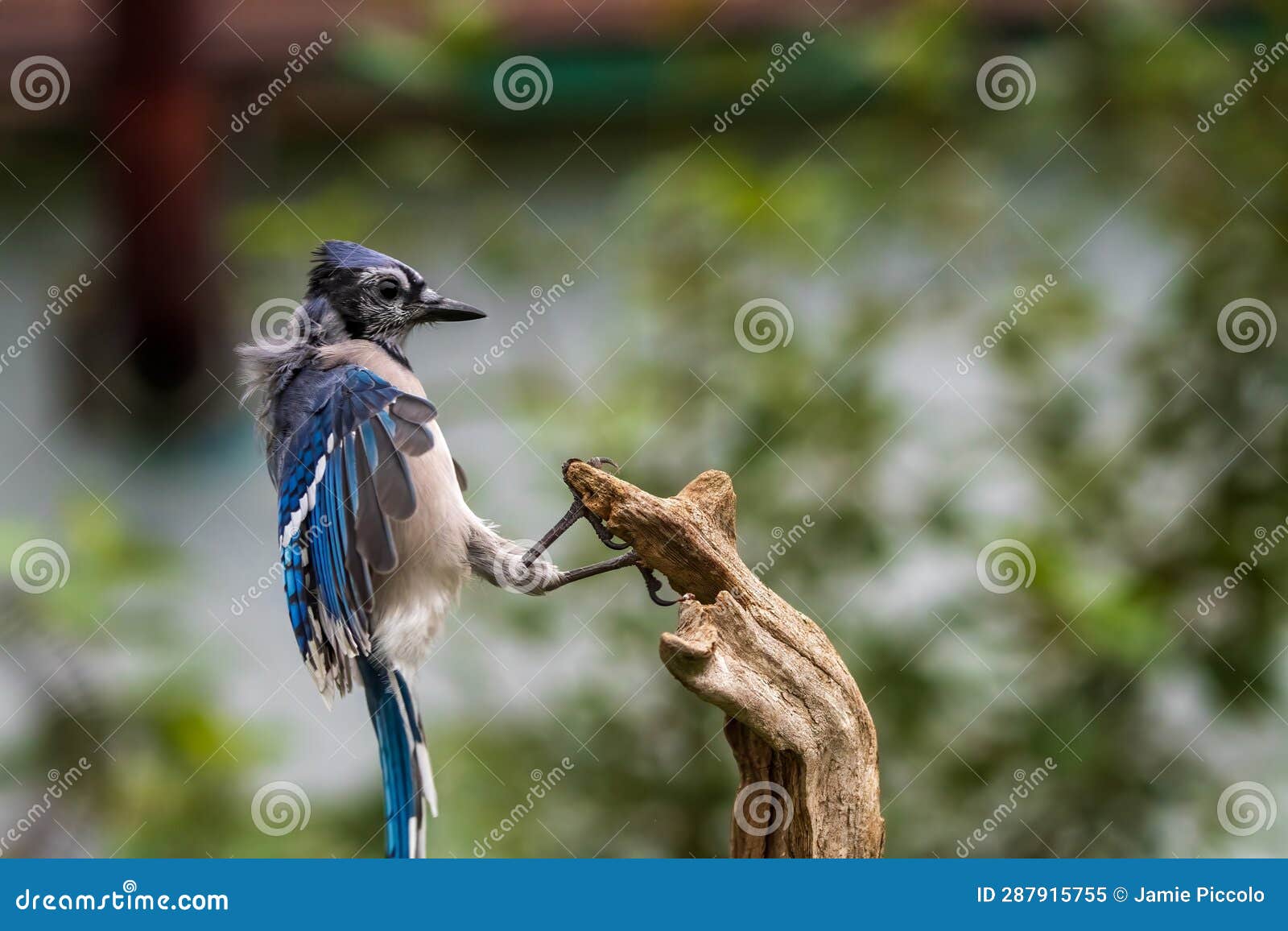 Blue Jay Lighting on Wood in Summer Stock Image - Image of wood, summer ...