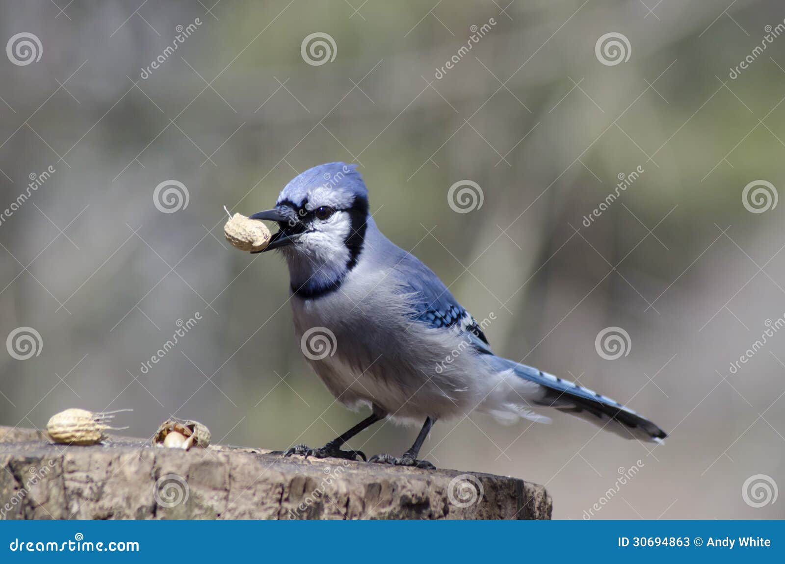 Blue Jay stock image. Image of animal, feathers, branch - 30694863