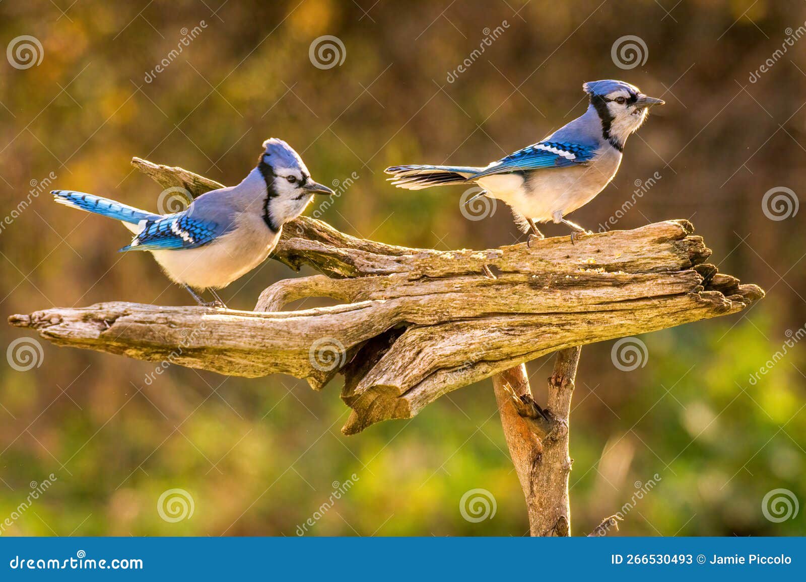 Blue Jay mates on a branch stock image. Image of blackbird - 266530493