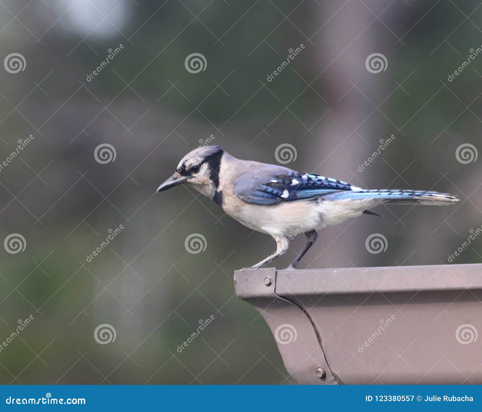 Blue Jay in Profile Standing on Gutter Stock Image - Image of birds ...