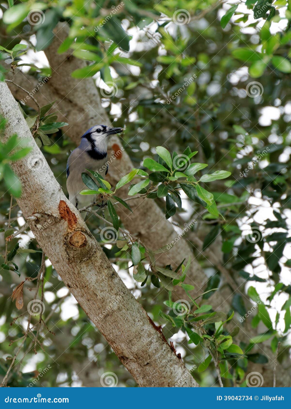 Blue Jay Mit Fliege Im Schnabel Stockfoto - Bild von gefieder, baum ...