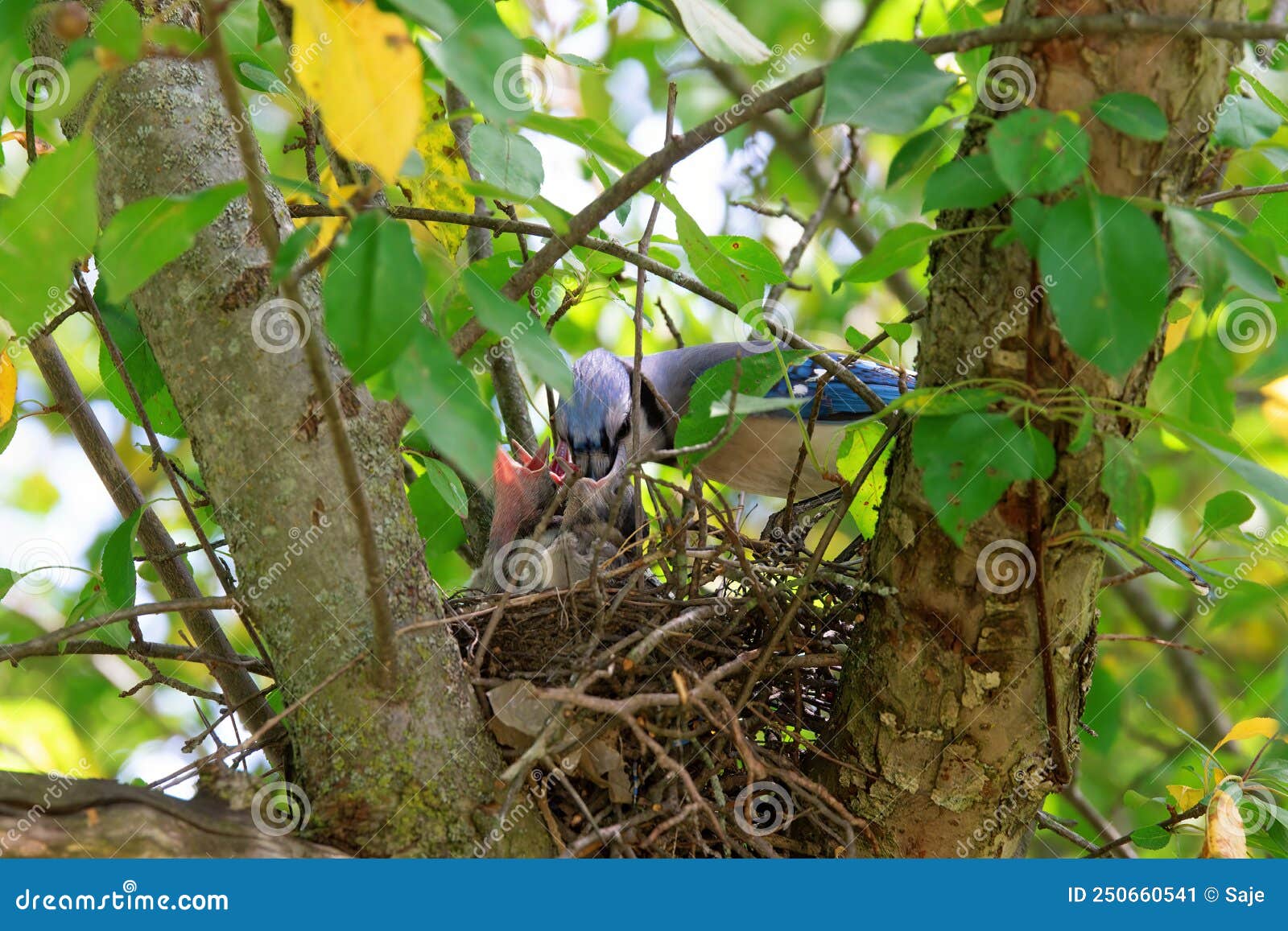 Blue Jay Mom Feeding Chicks Stock Image - Image of closeup, songbird ...
