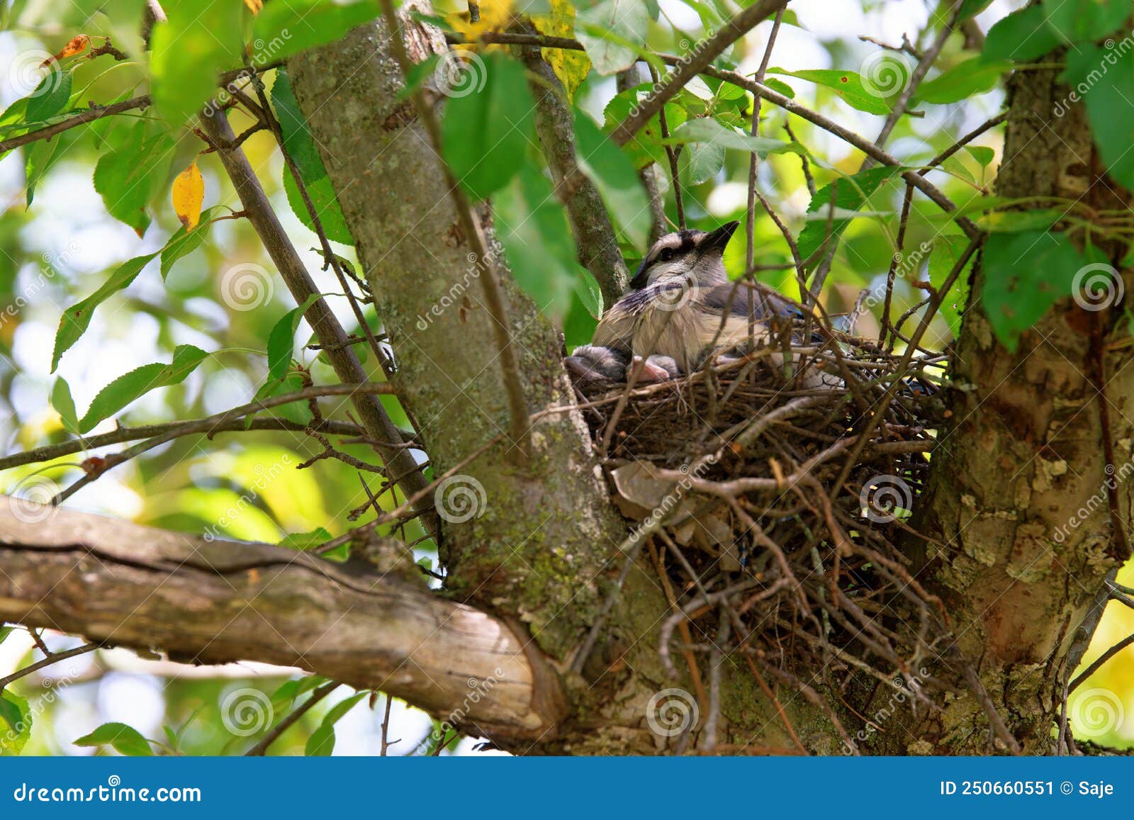 Blue Jay Mom Keeping Chicks Warm Stock Image - Image of baby ...