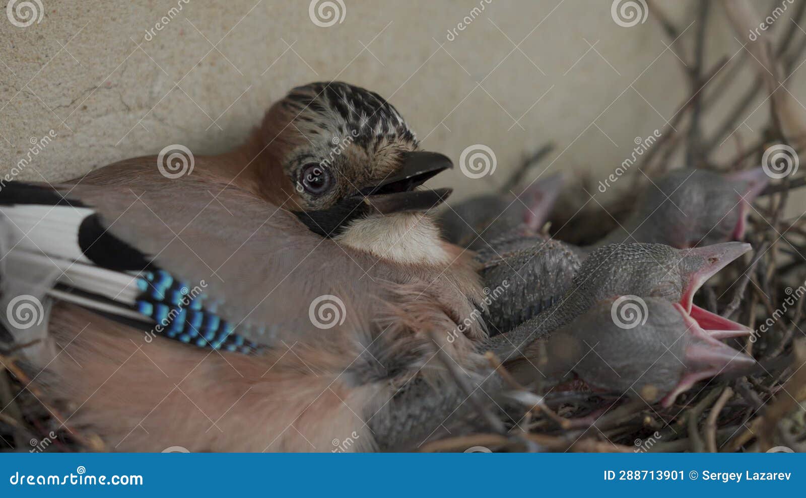 Blue Jay Mother with Chiks in a Nest Stock Video - Video of stick ...