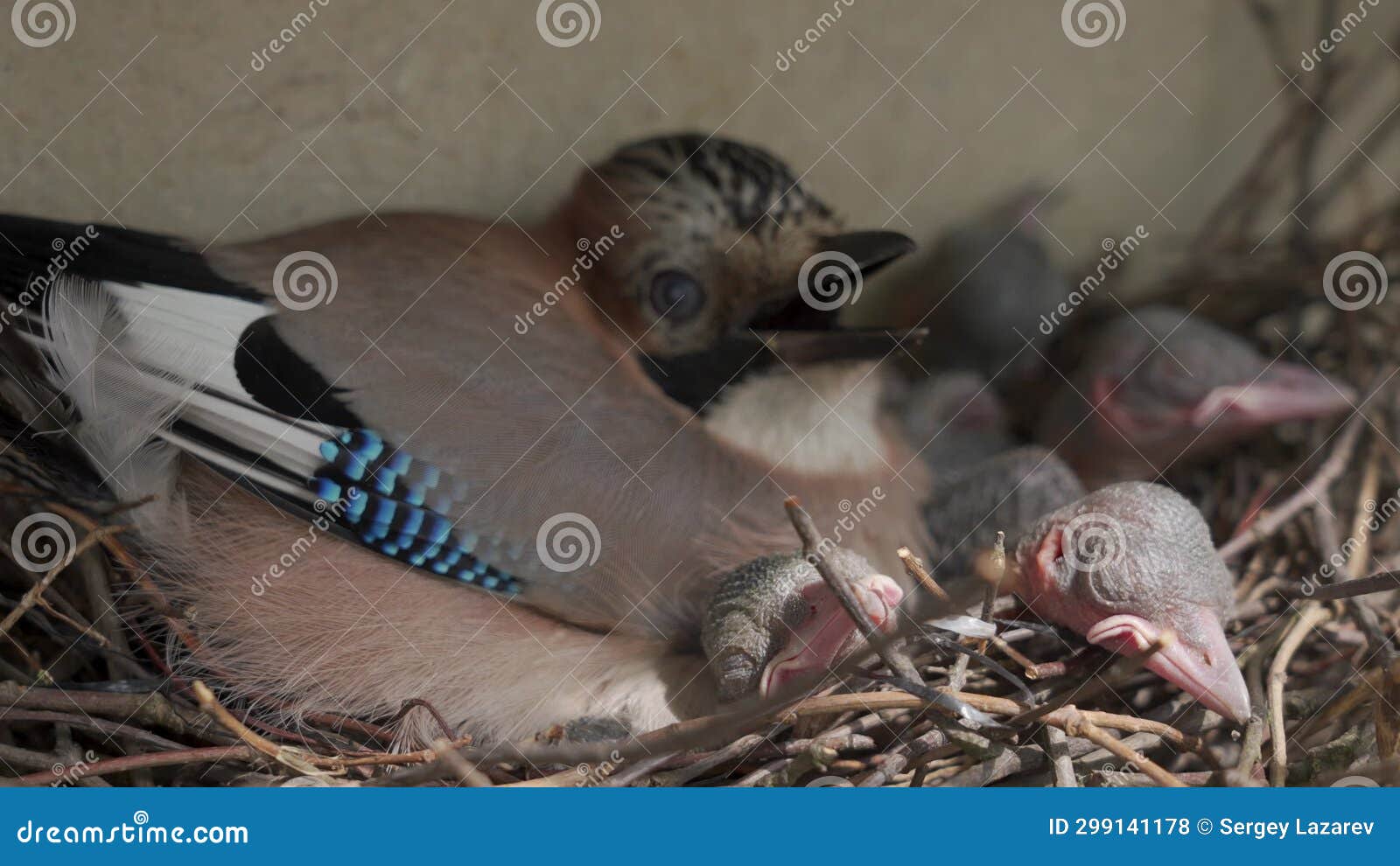 Blue Jay Mother with Chiks in a Nest Stock Footage - Video of feathers ...