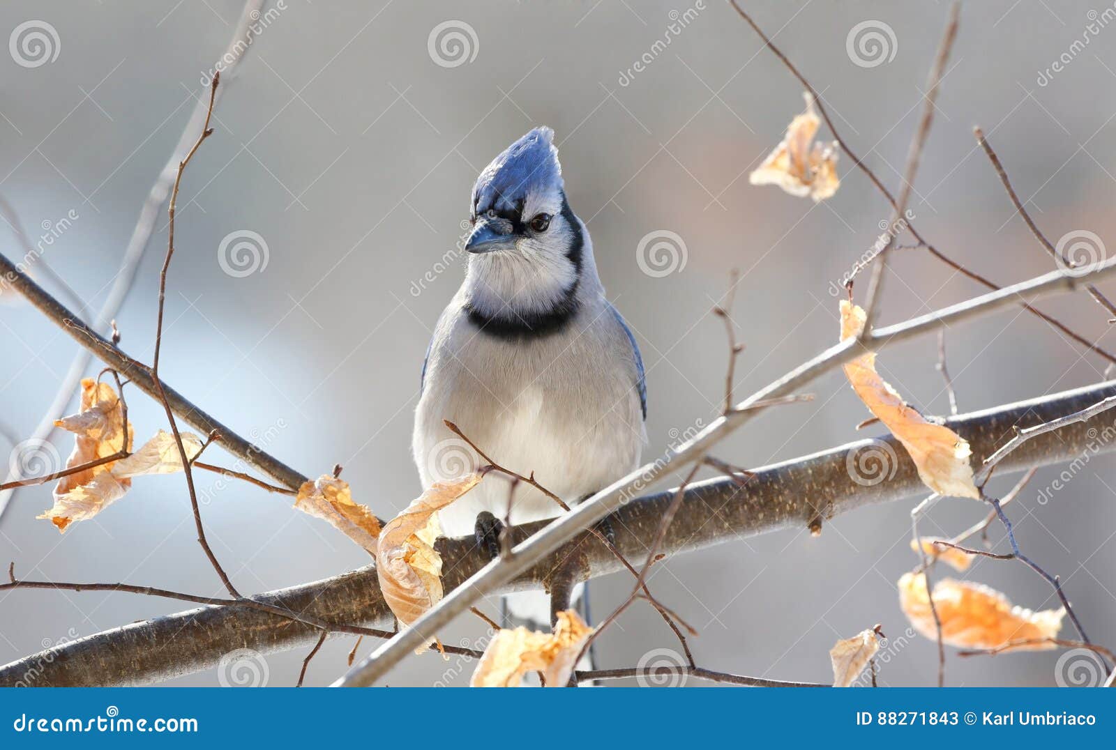 Blue jay in nature stock image. Image of branch, nature - 88271843