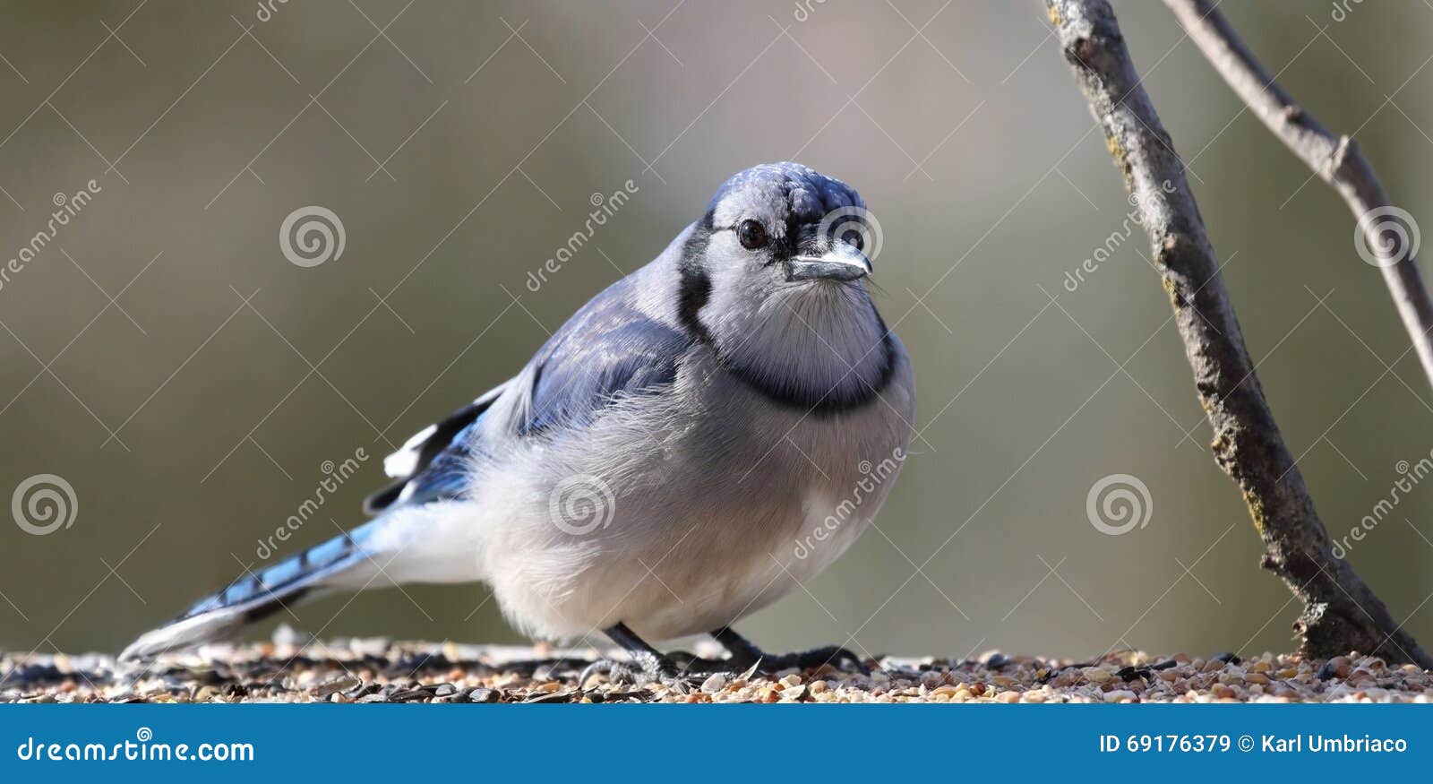 Blue jay in nature stock image. Image of spring, wildlife - 69176379