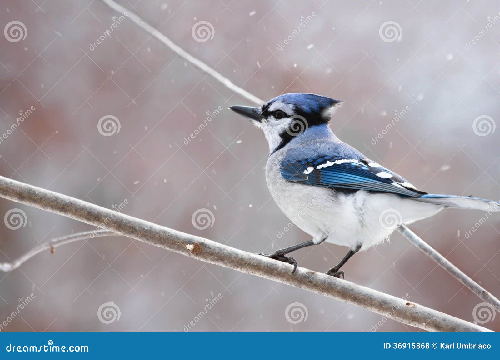 Blue jay stock photo. Image of branch, wildlife, quebec - 36915868