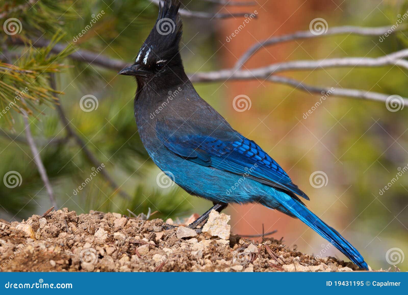 Blue Jay No.1 stock image. Image of dark, beak, bryce - 19431195