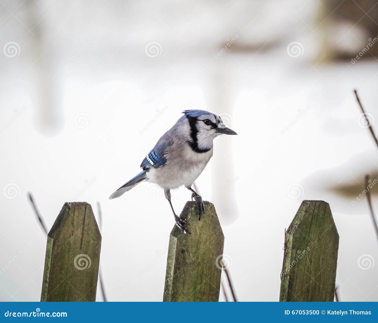 Blue Jay stock photo. Image of blue, eastern, north, wildlife - 67053500