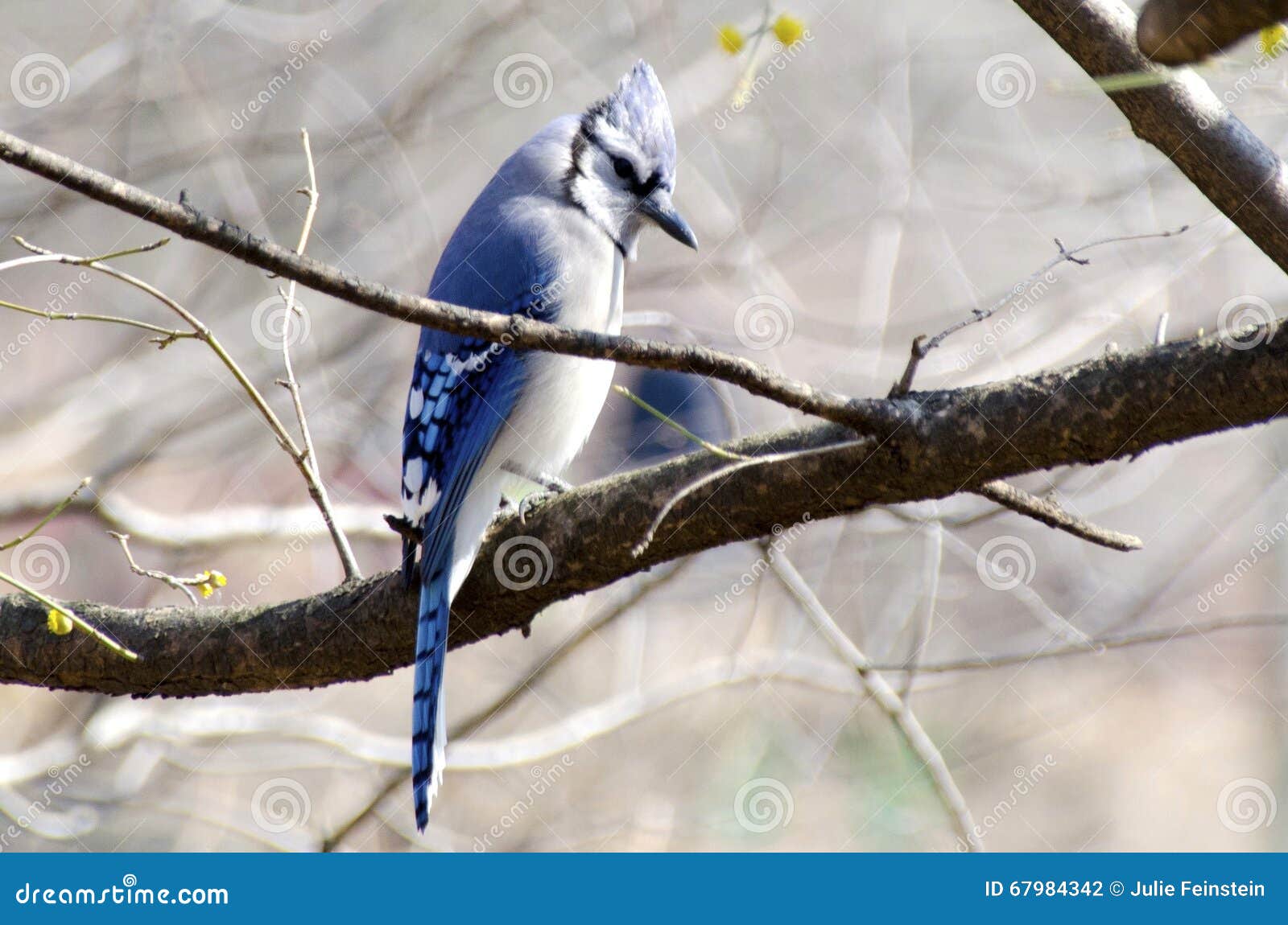 Blue Jay stock photo. Image of songbird, passerine, corvid - 67984342