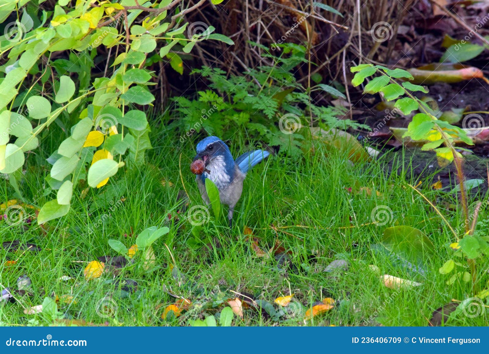 Blue Jay Bird Nut 02 stock image. Image of tree, blue - 236406709