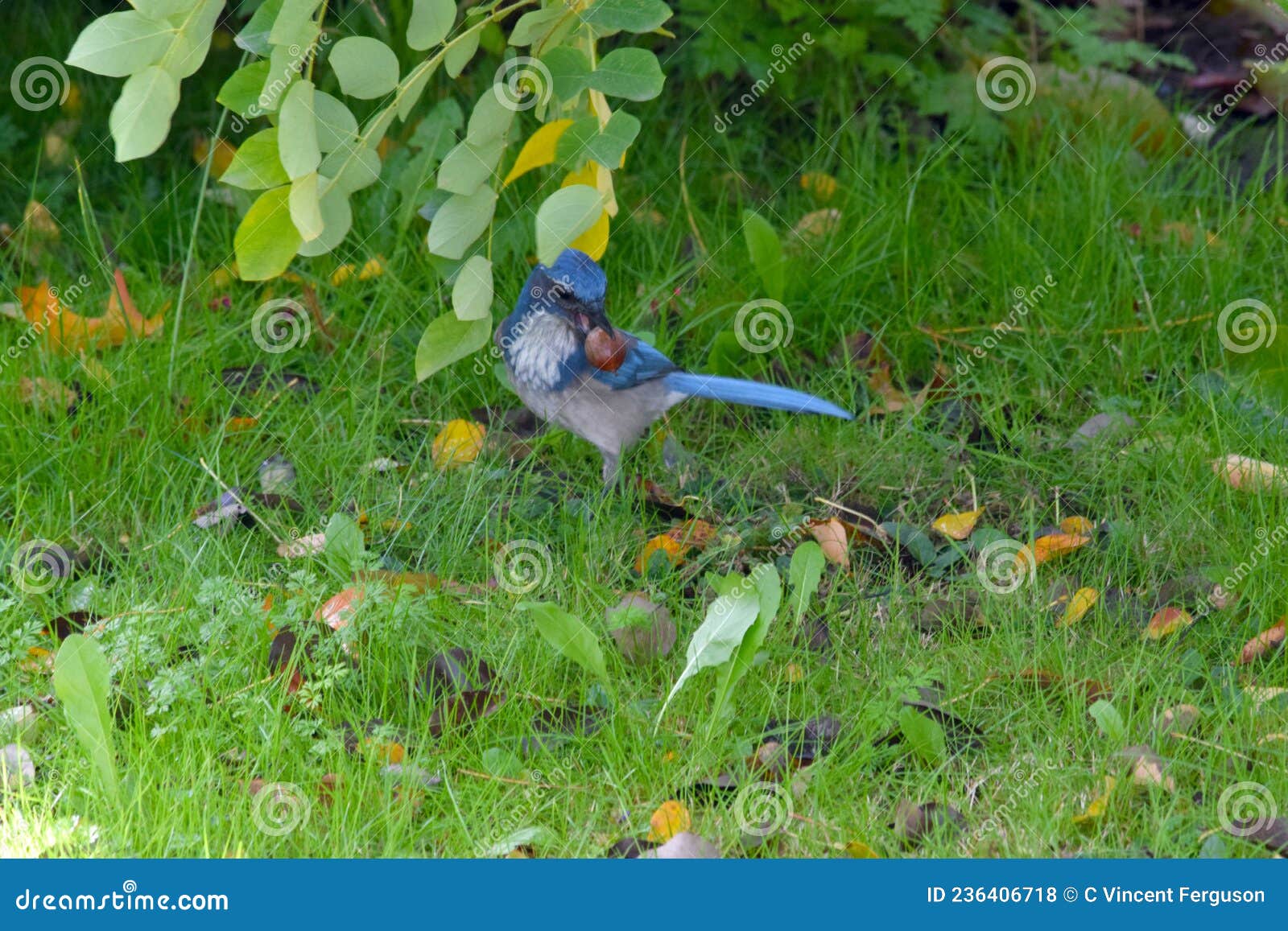 Blue Jay Bird Nut 04 stock photo. Image of beack, forages - 236406718