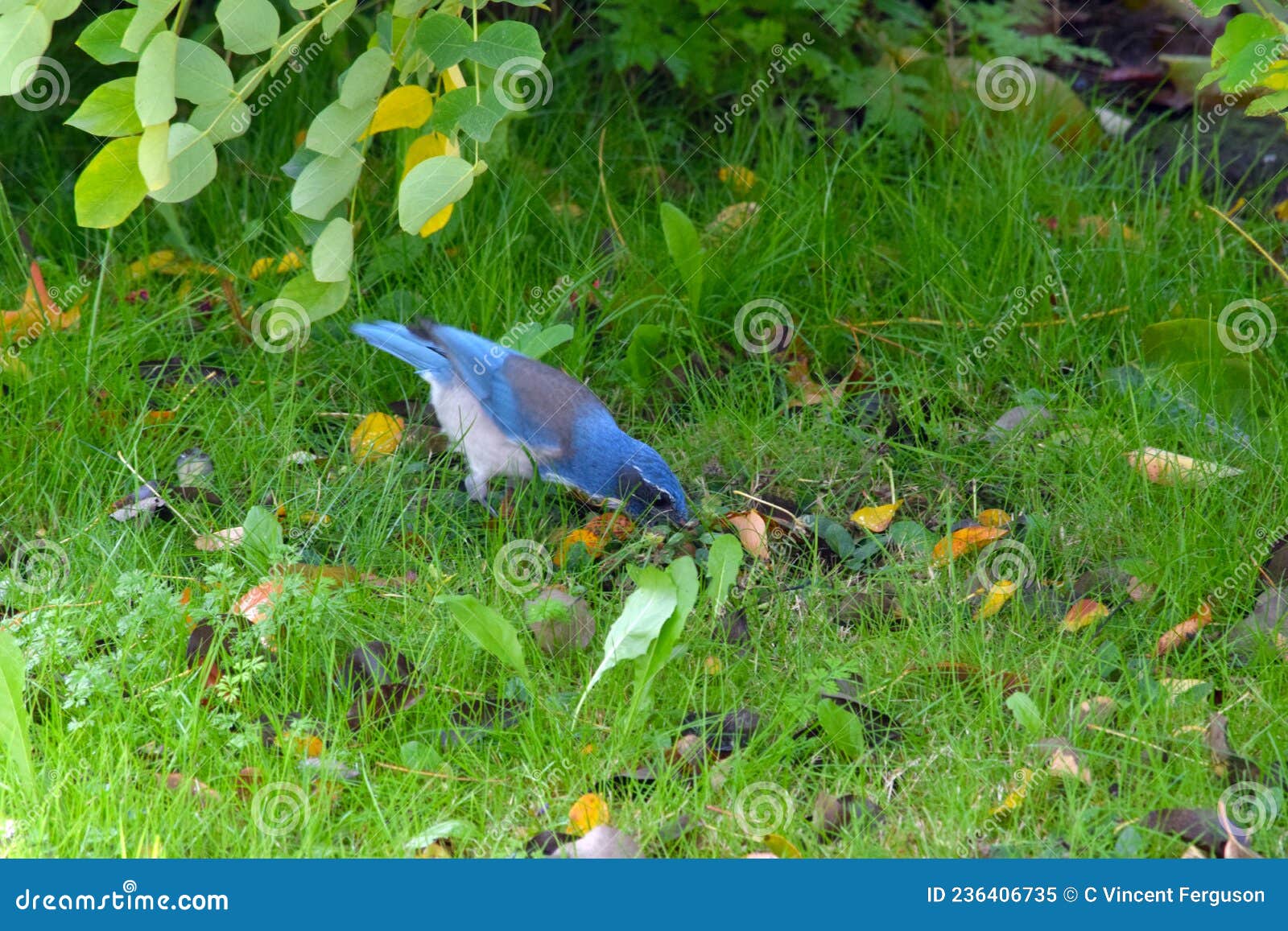 Blue Jay Bird Nut 05 stock image. Image of wildlife - 236406735