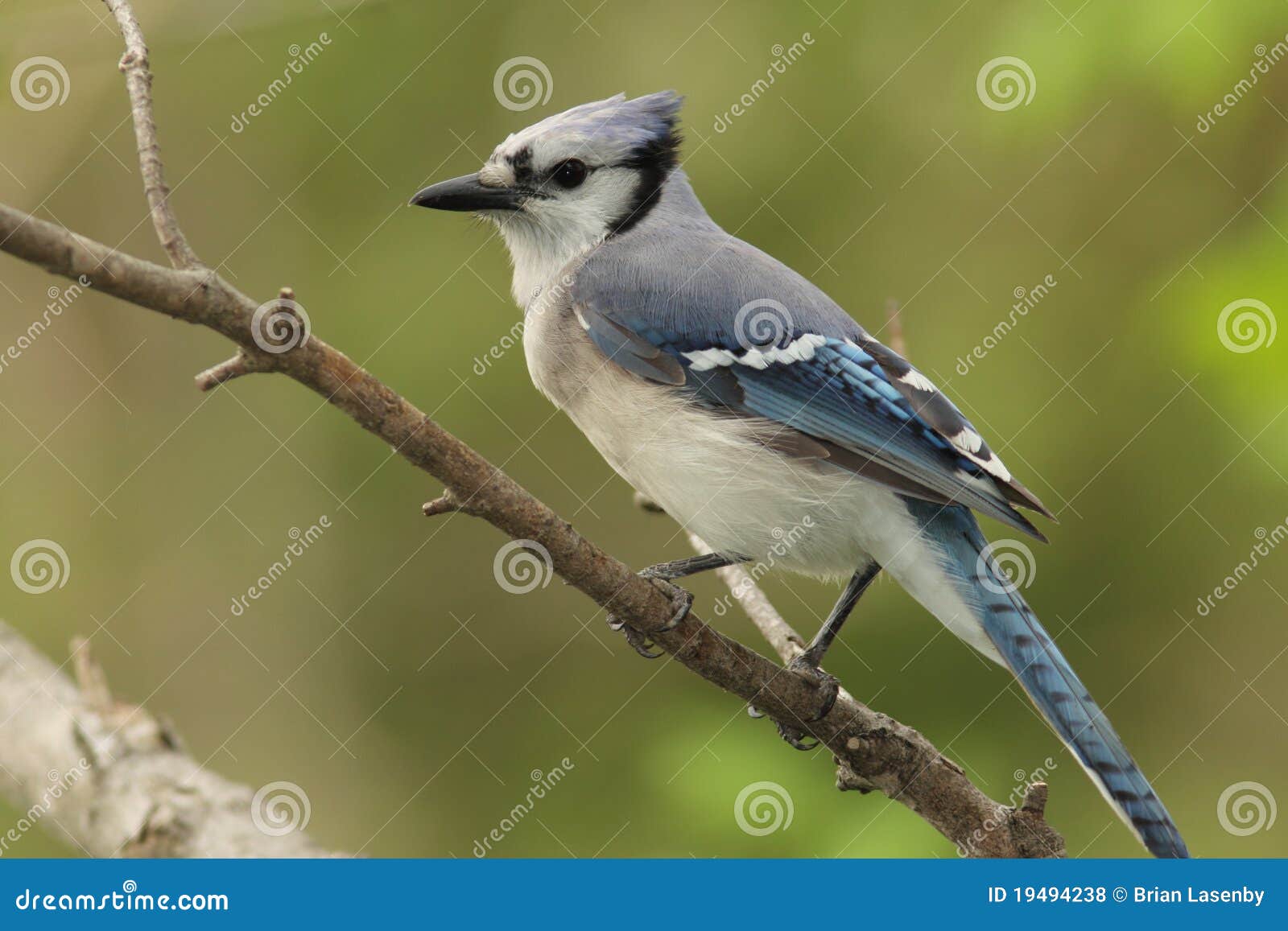 Blue Jay - Ontario, Canada stock photo. Image of songbird - 19494238