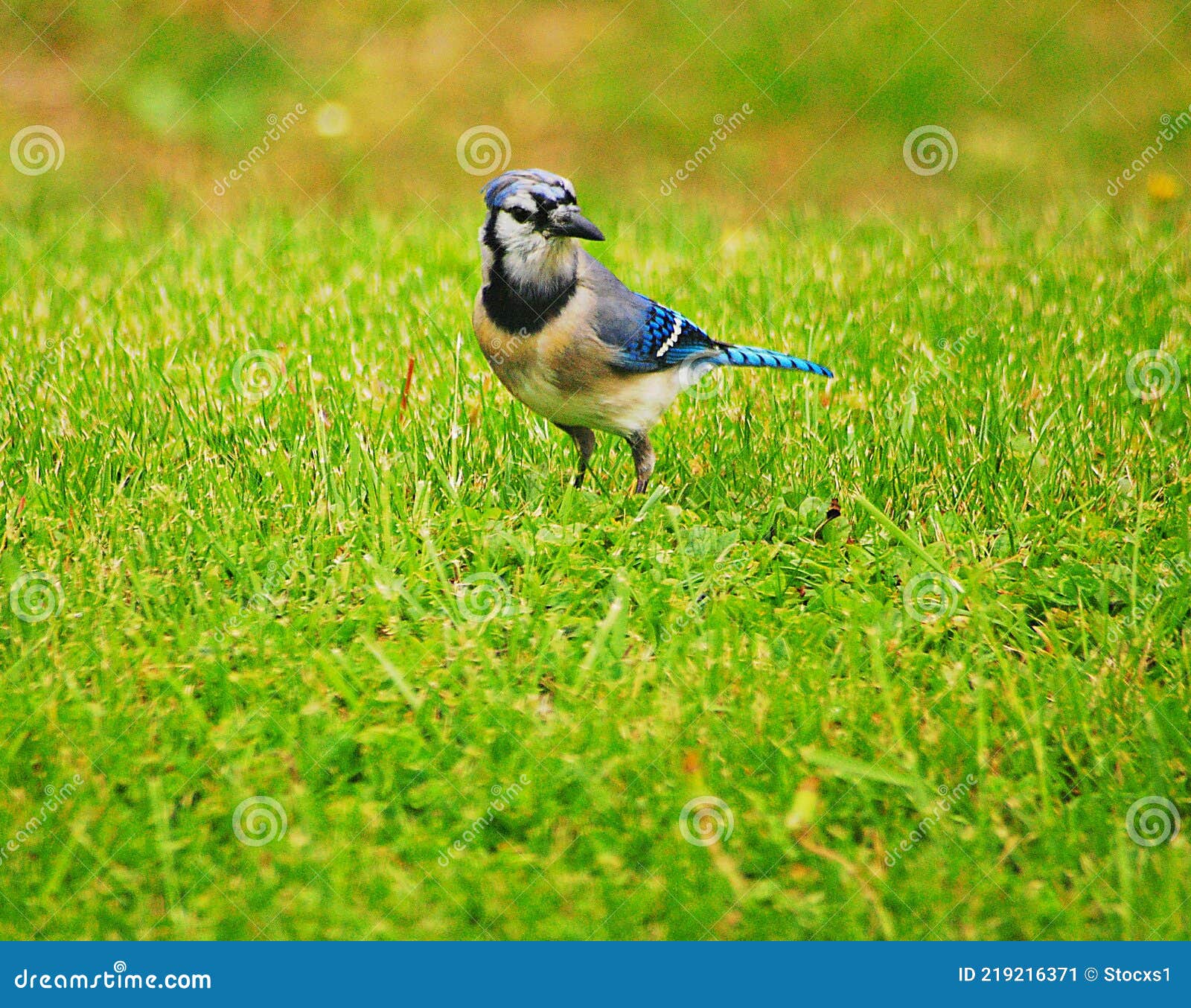 Blue Jay Out on a Sunny Day Stock Image - Image of blue, surveys: 219216371