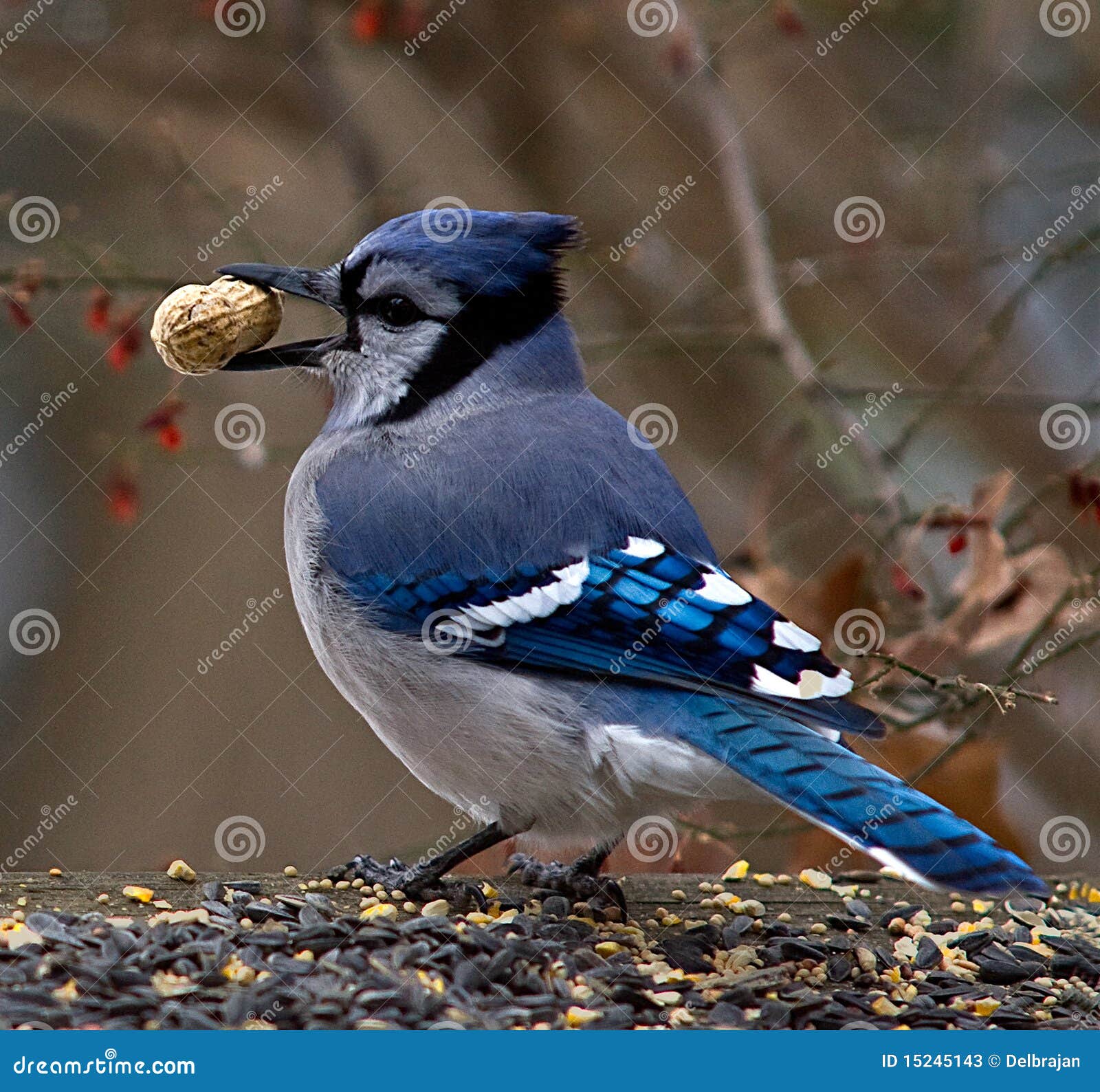 Blue Jay with Peanut stock image. Image of wildlife, peanuts - 15245143