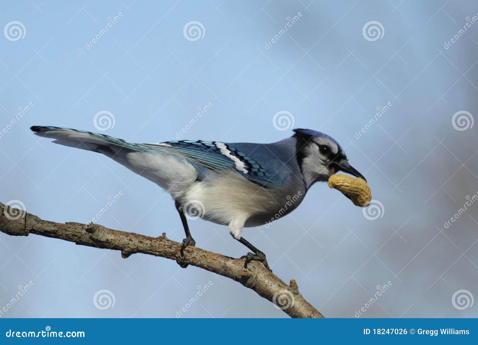 Blue Jay with peanut stock photo. Image of feeding, perch - 18247026