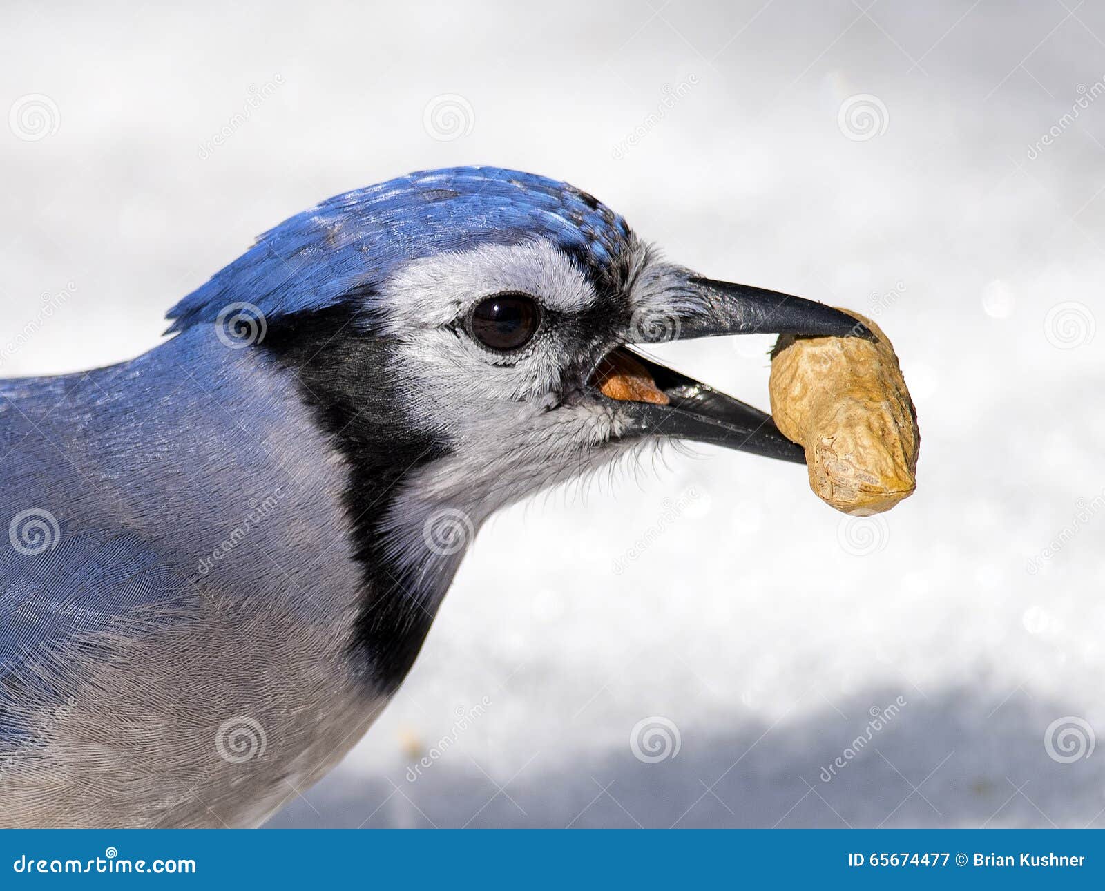 Blue Jay with Peanut stock image. Image of eating, backyard - 65674477