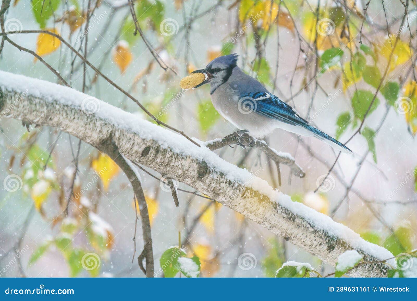 Blue Jay with a Peanut in Its Mouth Stock Image - Image of peaceful ...