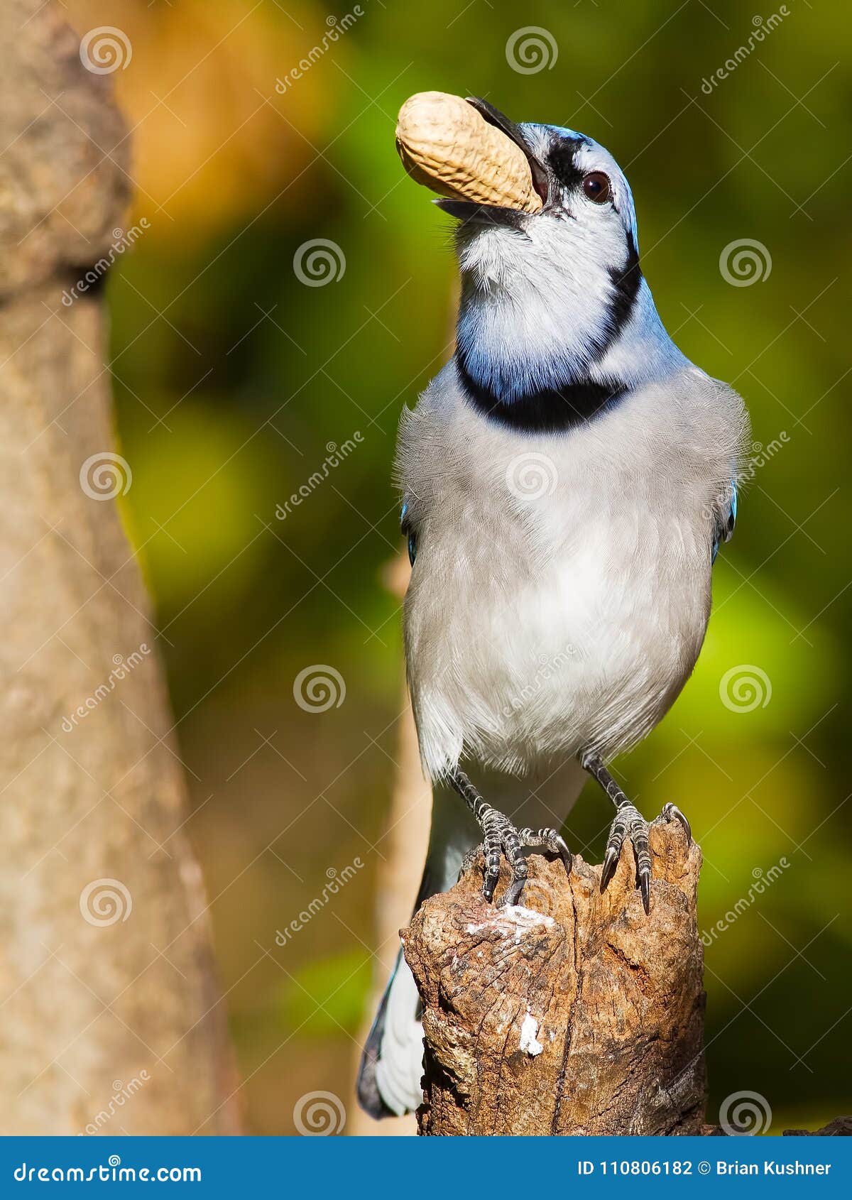 Blue Jay stock photo. Image of avian, bluejay, cute - 110806182
