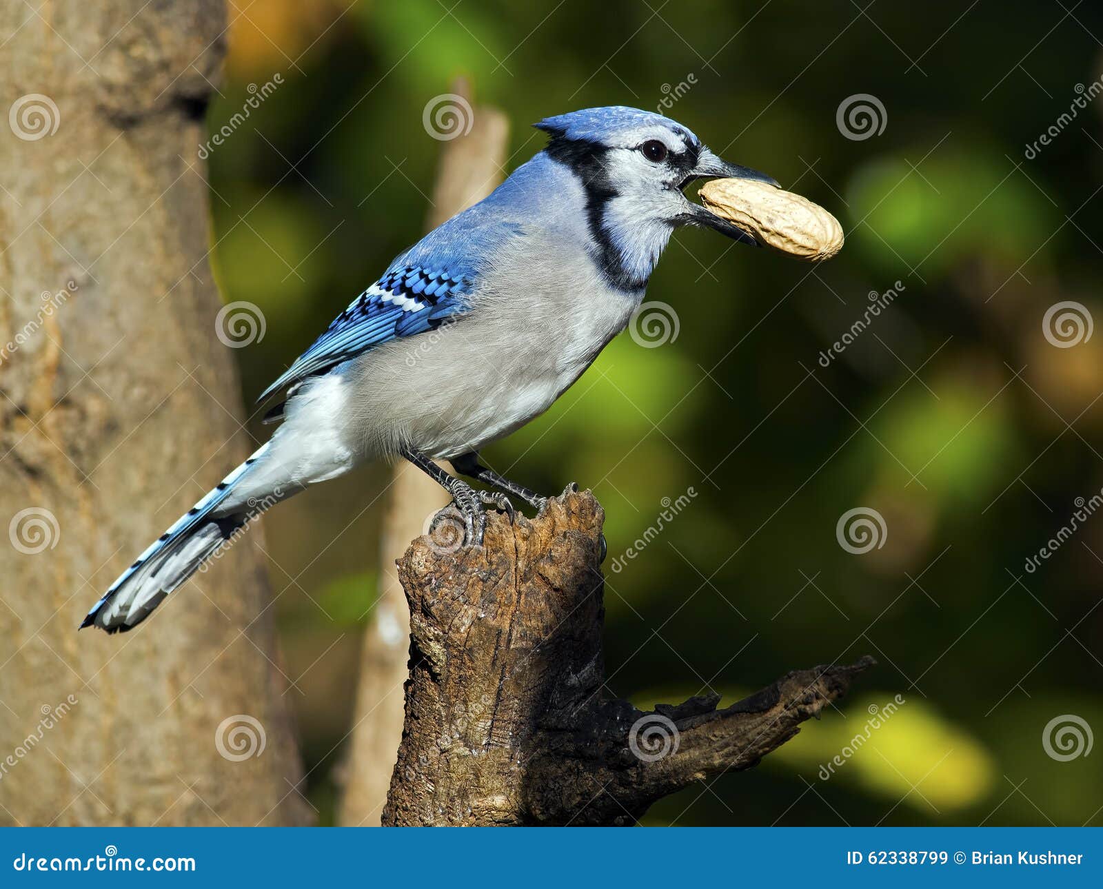 Blue Jay with Peanut stock image. Image of cyanocitta - 62338799