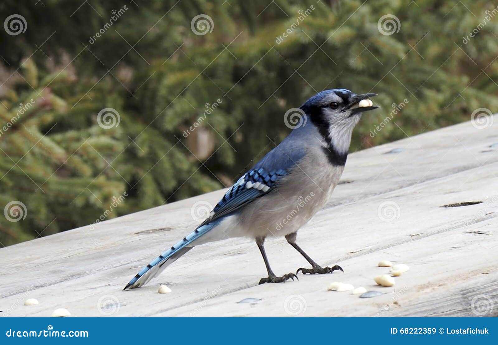 Blue Jay and Peanuts stock image. Image of plumage, noisy - 68222359