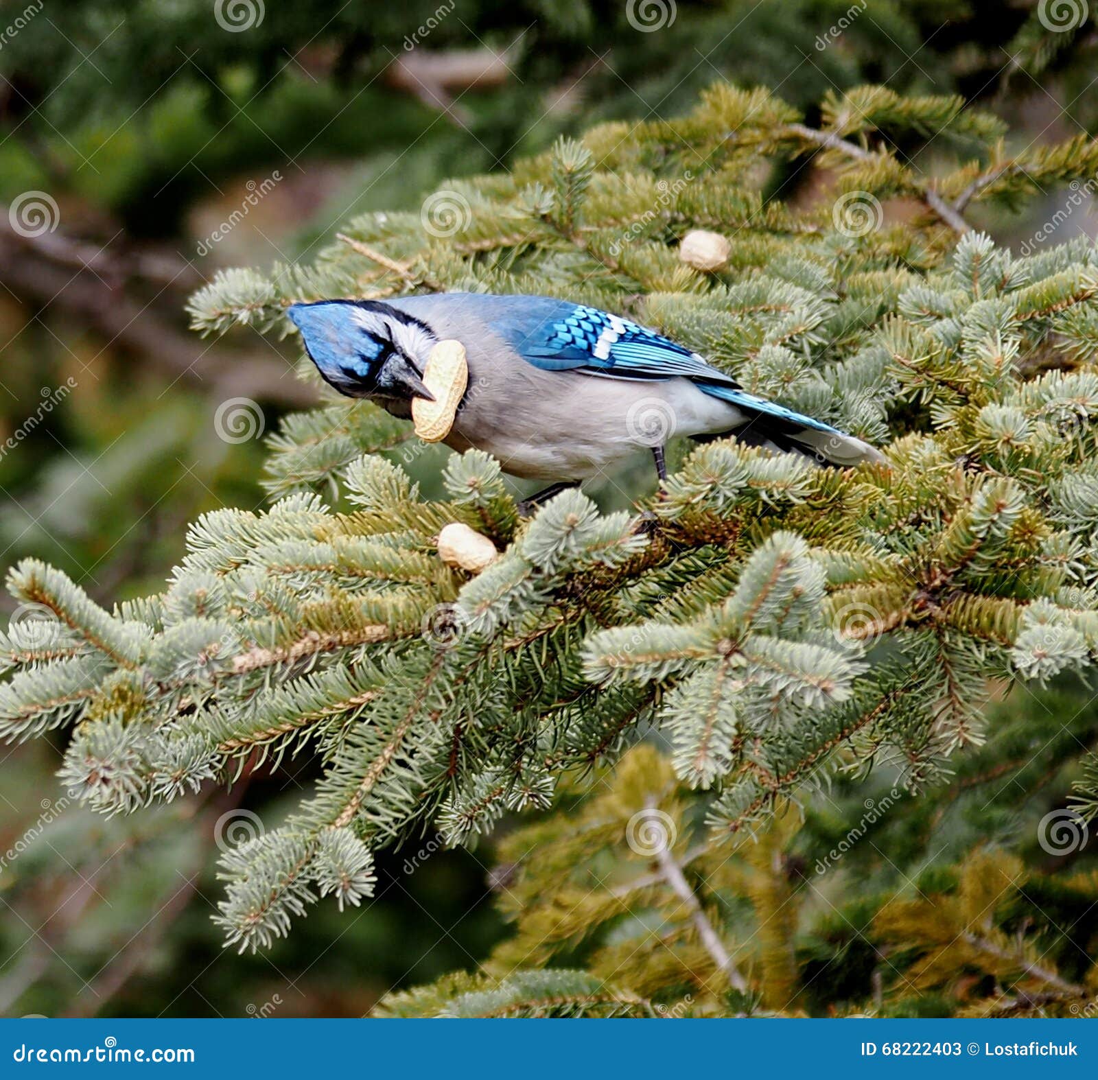 Blue Jay and Peanuts stock image. Image of ornithology - 68222403