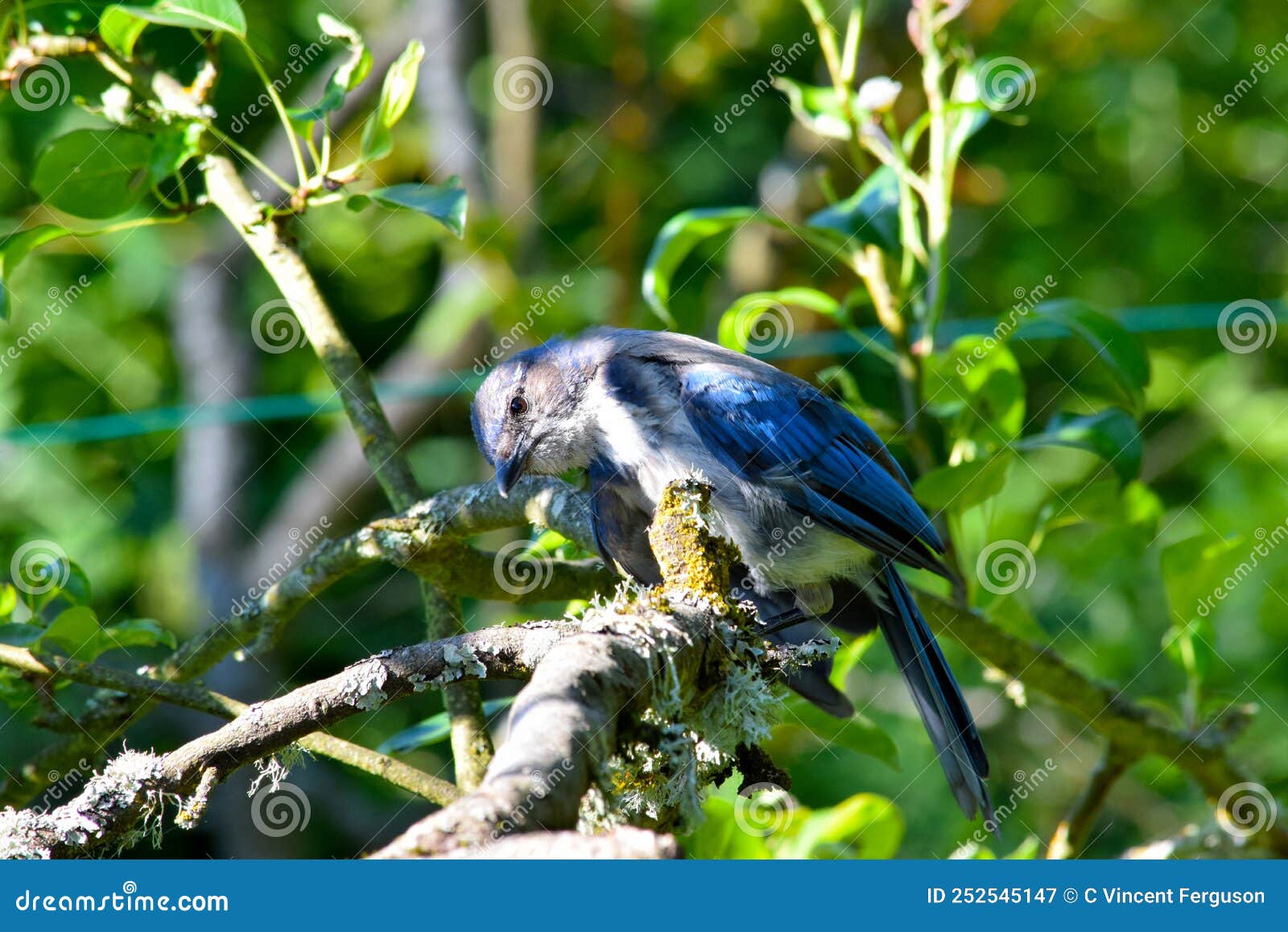 Greybacked Blue Jay Pear Tree 04 Stock Image - Image of forage, natural ...