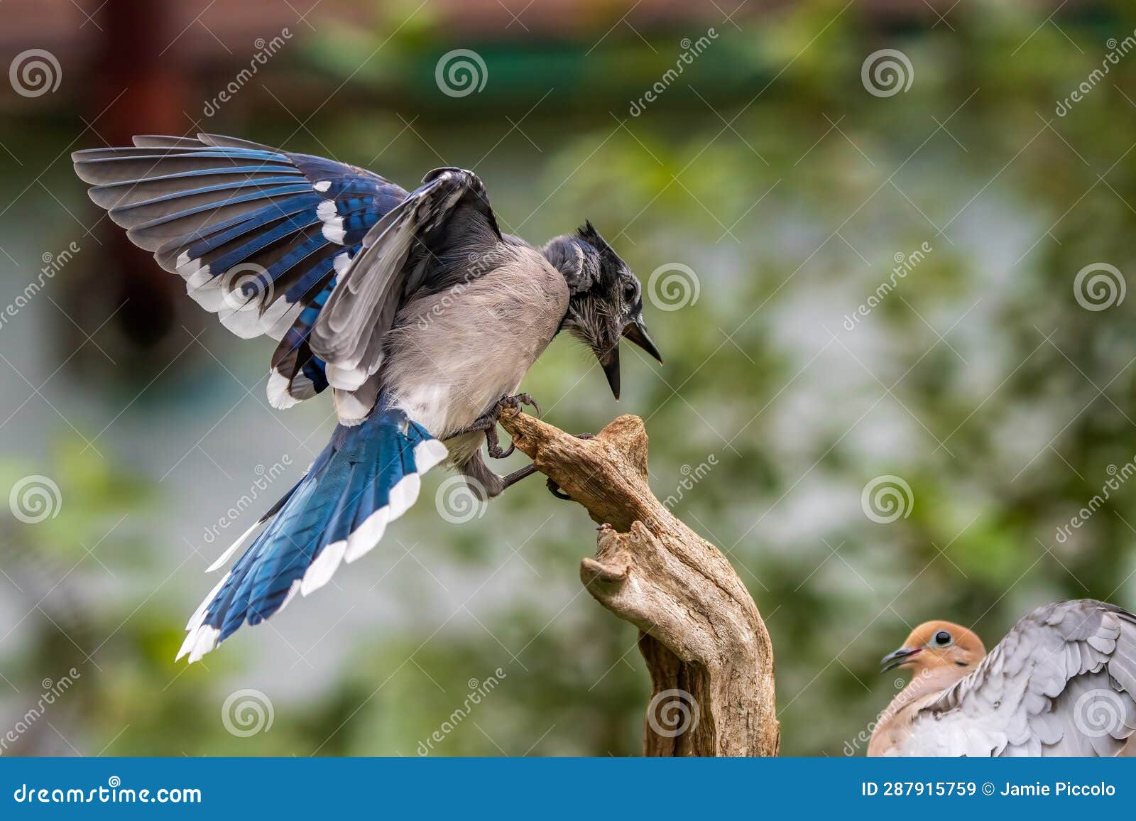 Blue Jay on Perch Angry at Dove Stock Image - Image of angry, dove ...