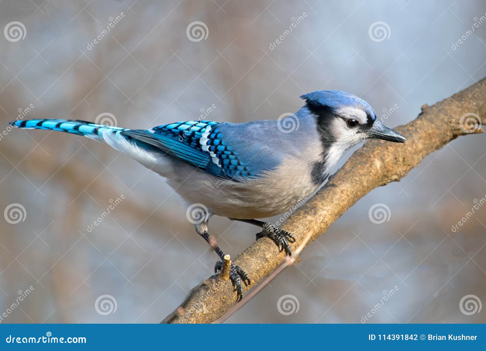 Blue Jay stock photo. Image of avian, mouth, color, eating - 114391842