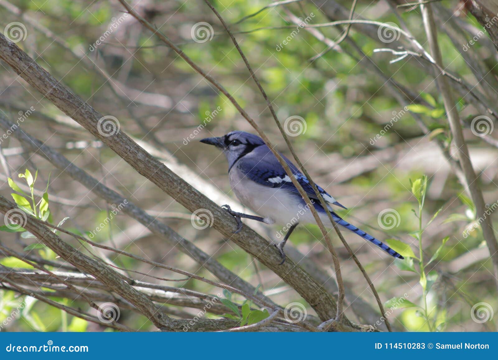 Blue Jay stock image. Image of branch, blue, bird, perched - 114510283