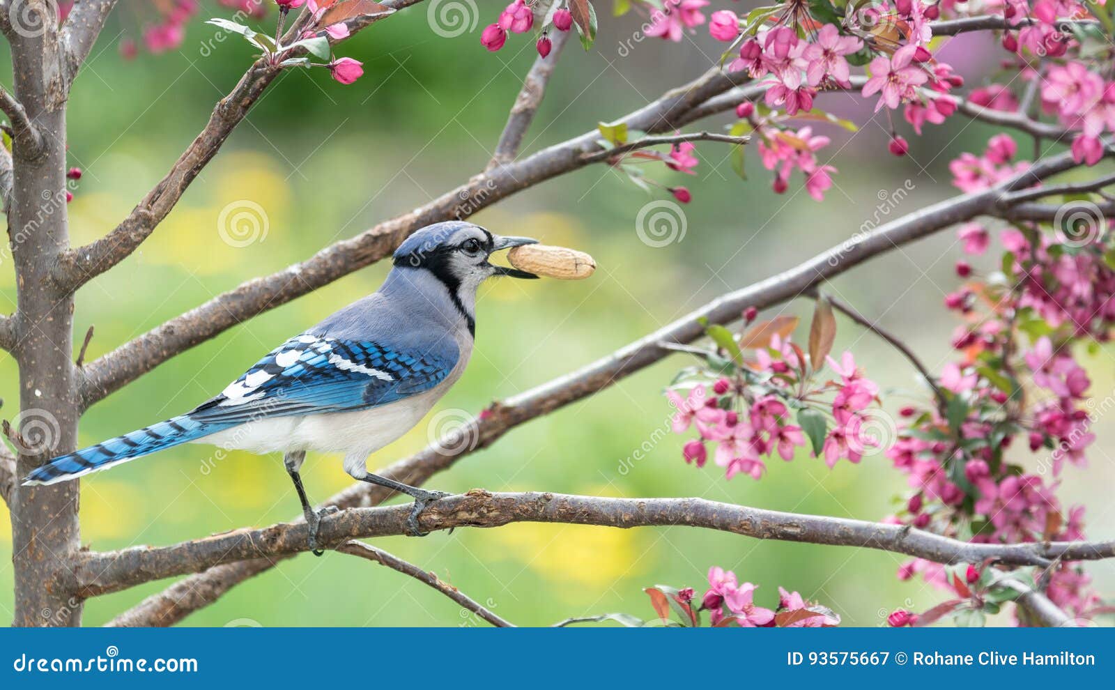 Blue-jay Perched on a Branch with Peanut in Mouth Stock Image - Image ...