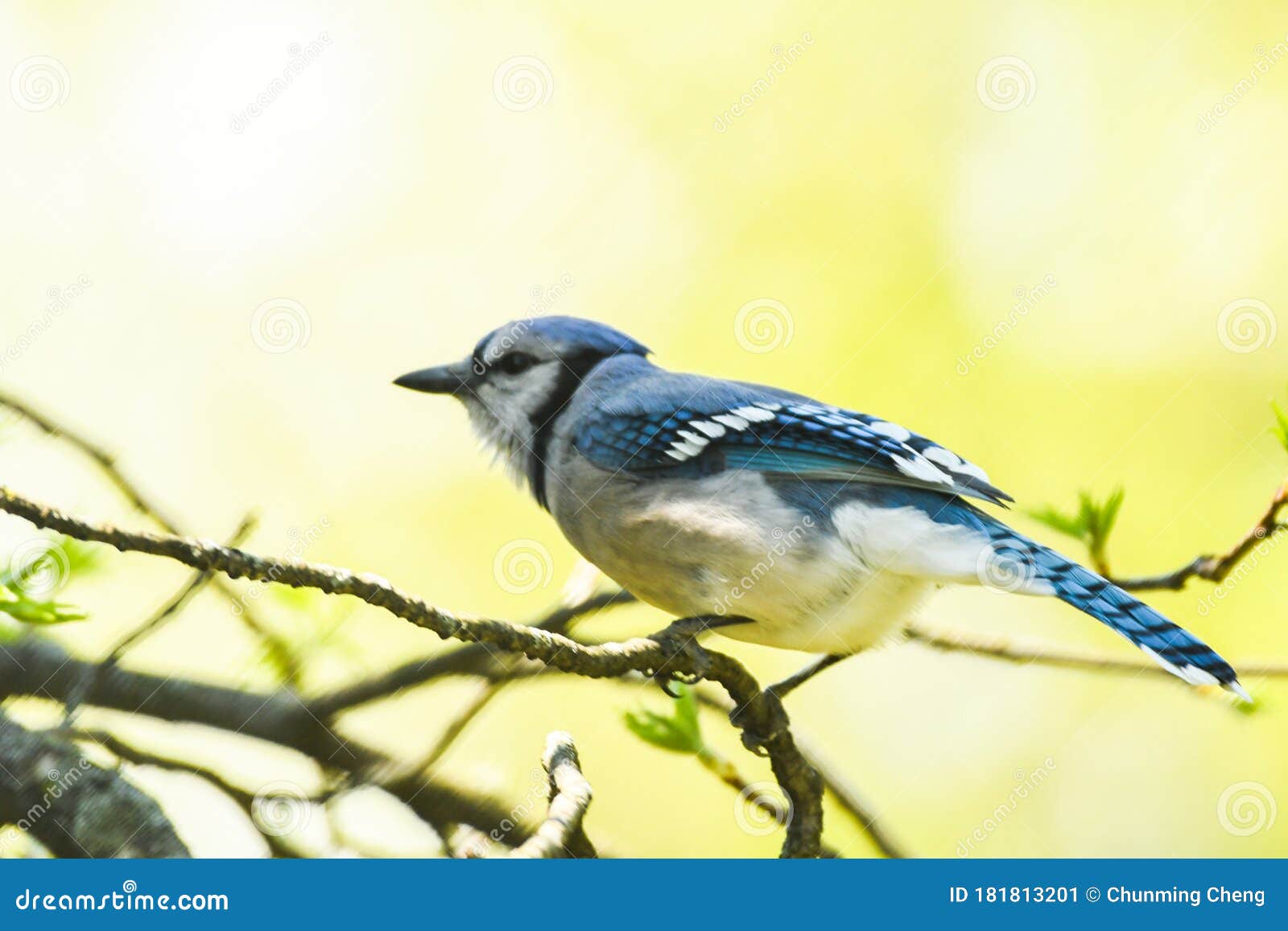 Blue Jay Perched on a Branch in Spring Stock Image - Image of beak ...