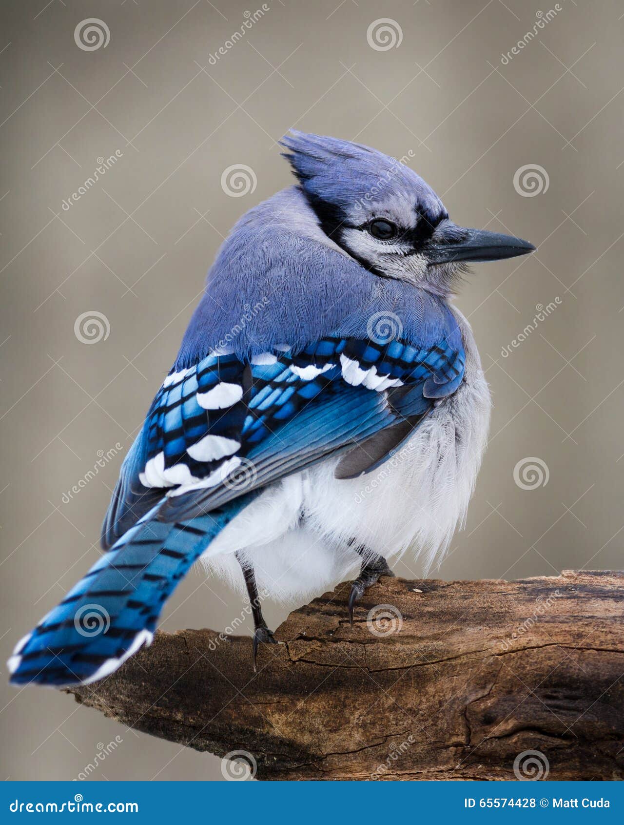 Blue Jay stock photo. Image of perch, blue, watching - 65574428