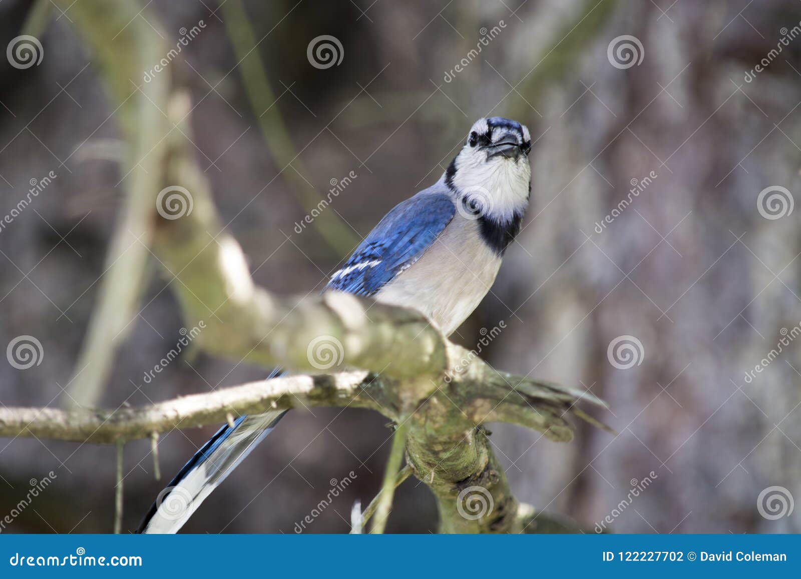 Blue jay on pine branch stock photo. Image of detail - 122227702