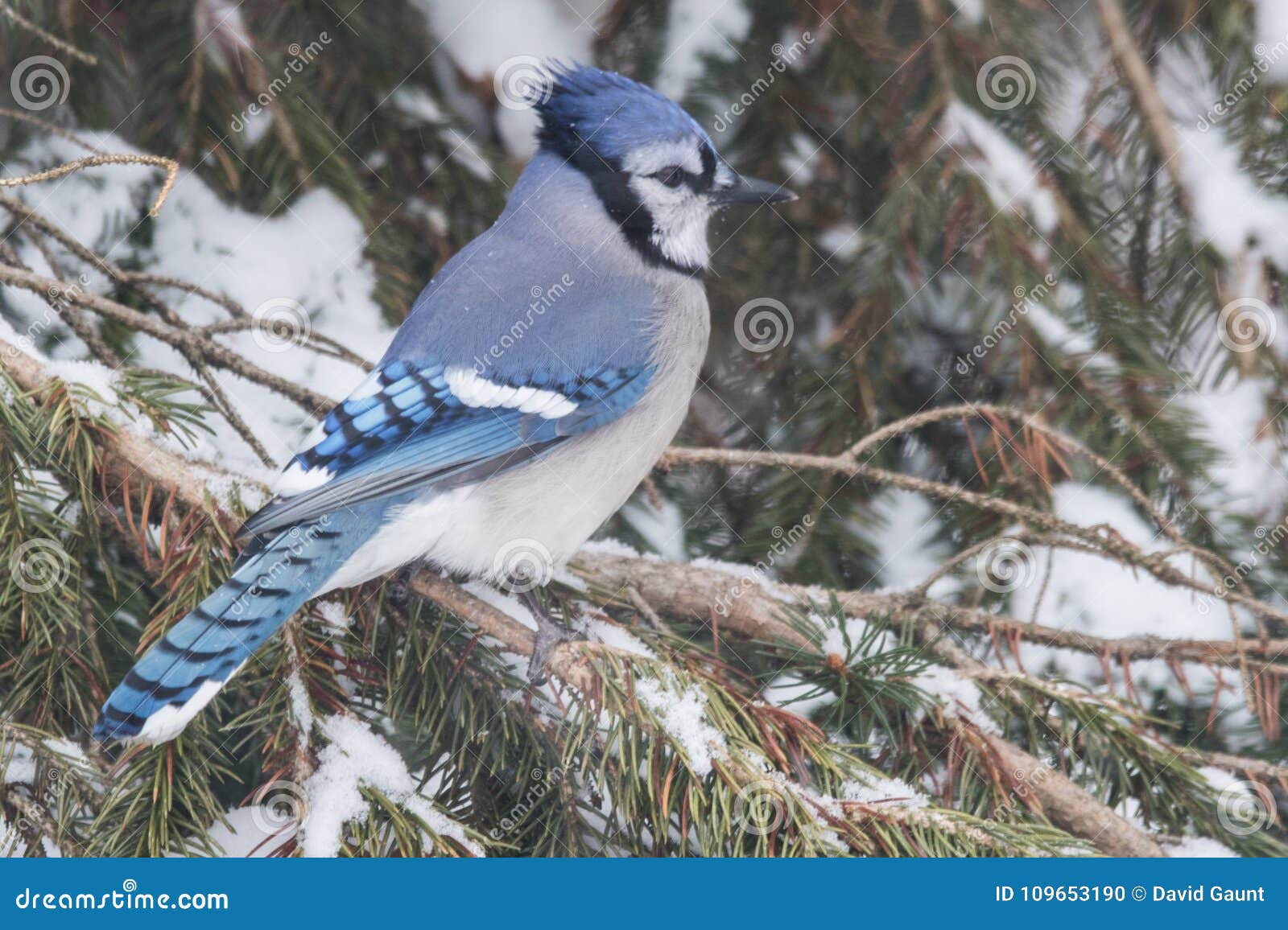 Blue Jay Perched in Pine Tree. Stock Photo - Image of season, perching ...