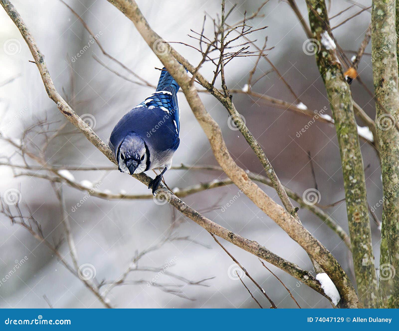 Blue Jay stock image. Image of perched, bird, mysterious - 74047129