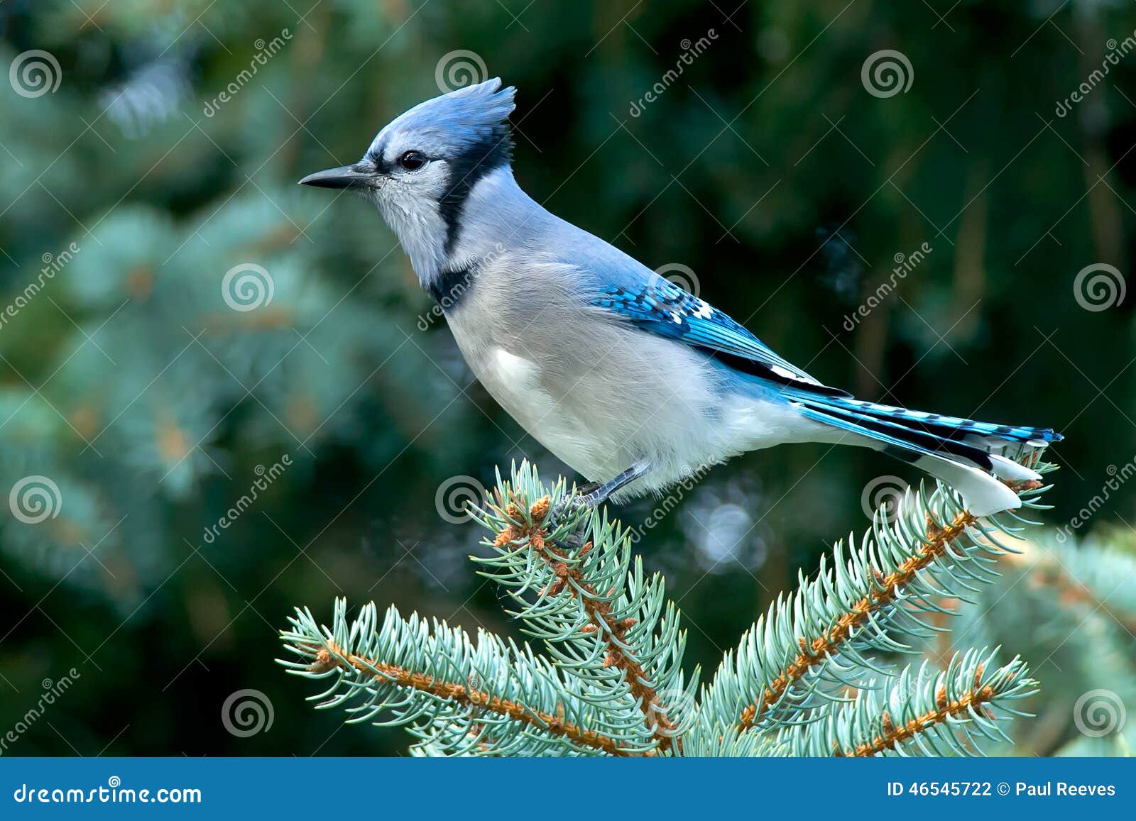 Blue Jay - Cyanocitta Cristata Stock Photo - Image of wildlife, wing ...