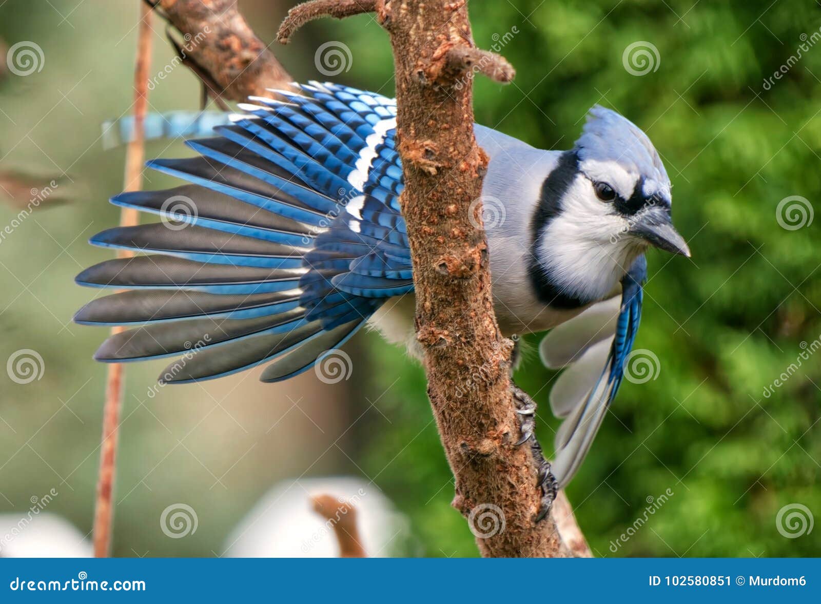 Blue Jay Wings Spread