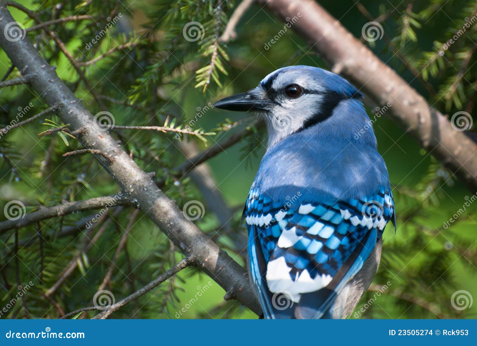 Blue Jay Perched in a Tree stock photo. Image of tree - 23505274