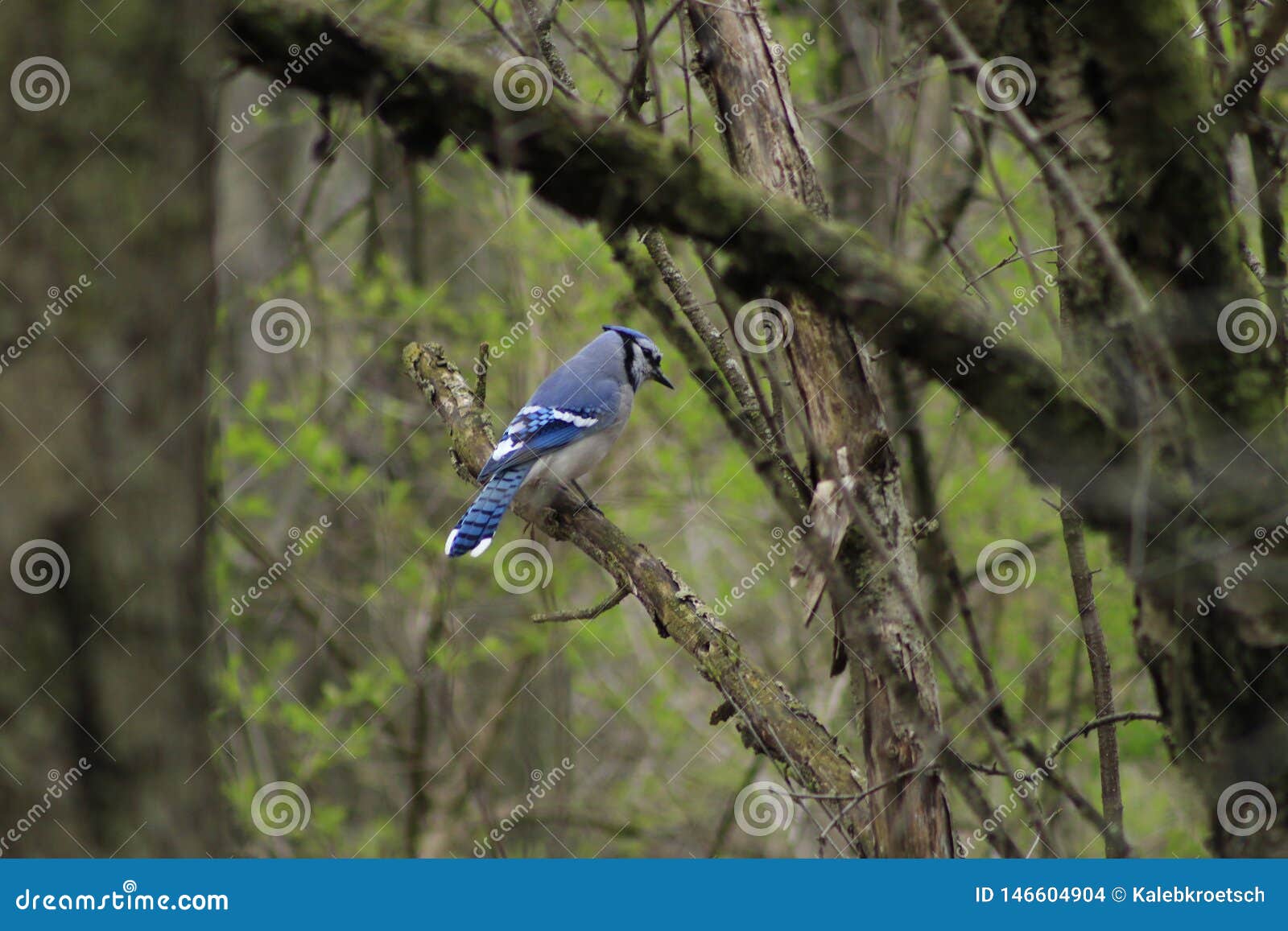 A Blue Jay Perched on Tree Branch Stock Photo - Image of bluejay ...