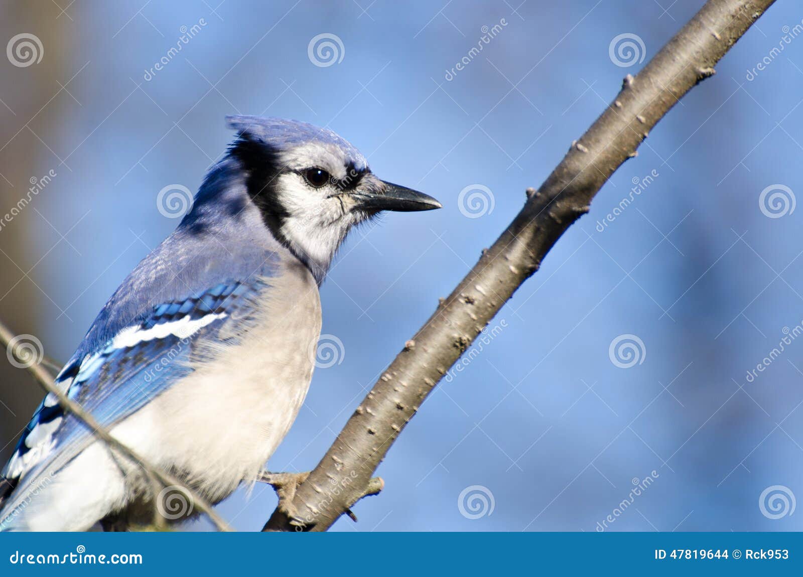 Blue Jay Perched in a Tree stock photo. Image of wild - 47819644