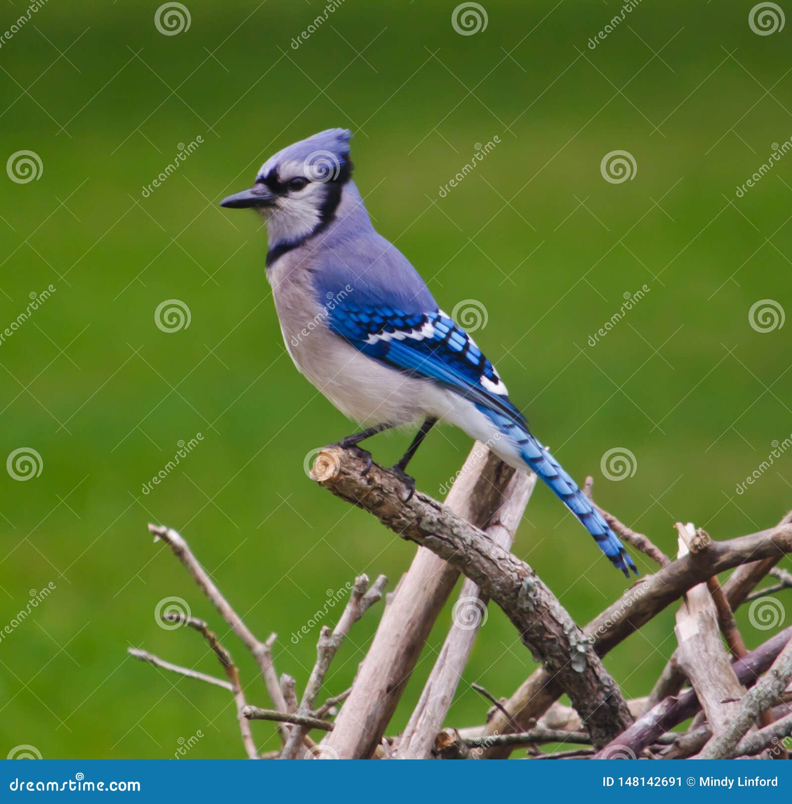 Blue Jay Perched on Tree Branches Stock Image - Image of beak, backyard ...